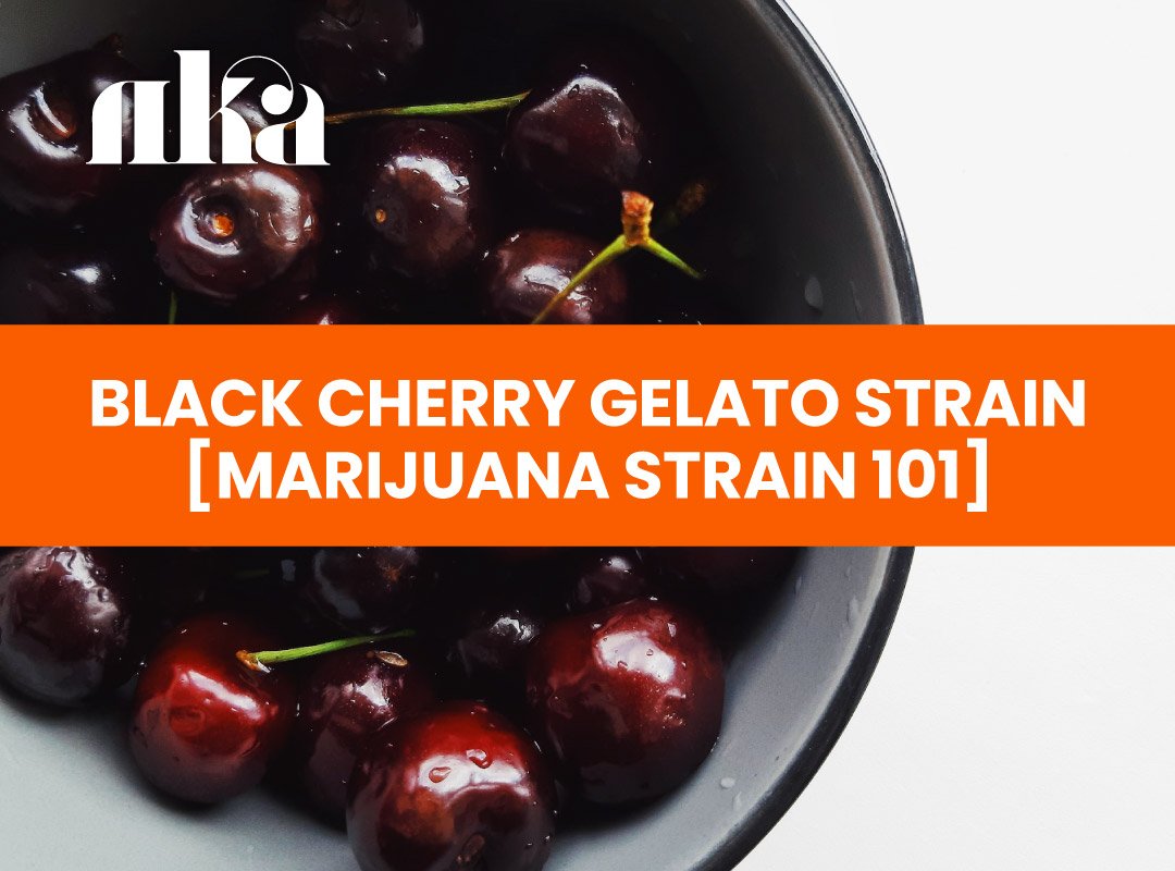 Black Cherry Gelato Strain 101 Everything You Need to Know - HituponViews Black Cherry Gelato Strain 101 Everything You Need to Know - HituponViews